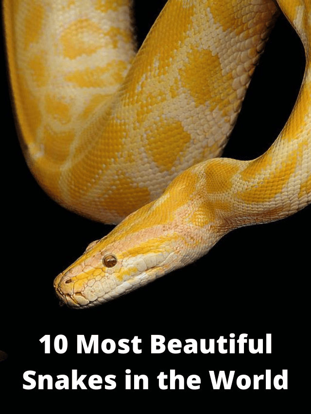 10-most-beautiful-snakes-in-the-world-wondersify